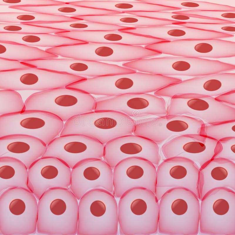 Tissue - Vector Illustration Stock Vector - Illustration of layer ...