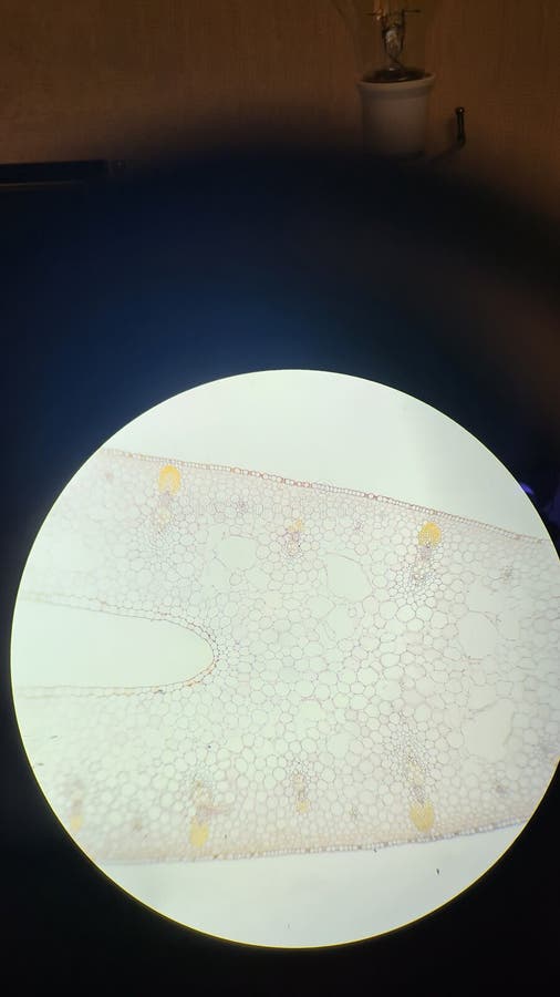 Structure of Beet Root Under a Microscope Stock Image - Image of ...