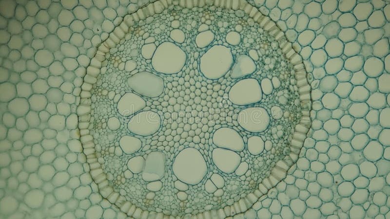 Tissues of Primary Structure of Iris Root Stock Image - Image of bundle ...