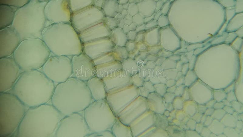 Structure of Iris Root, Microscopic Photography Stock Photo - Image of ...