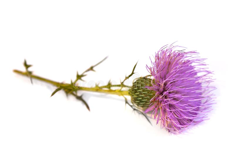 5,378 Tistel Foton - Gratis och royaltyfria stockfoton från Dreamstime