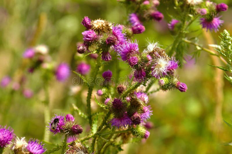 Tistel fotografering för bildbyråer. Bild av budgie, läkemedel - 57037211