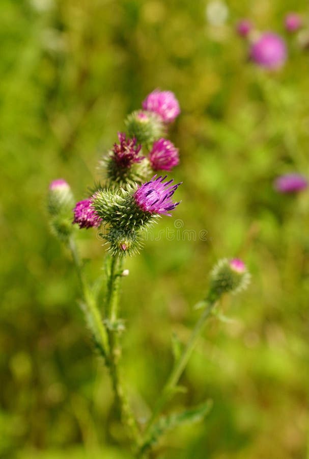 Tistel fotografering för bildbyråer. Bild av budgie, läkemedel - 57037211