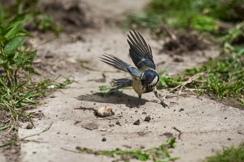Tit Bird Eats Grubbing Grub on Earth, Spring, Village Stock Image ...