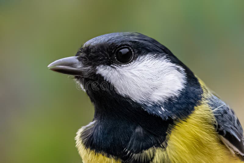 Tit Bird Head Macro Close-up Stock Image - Image of green, bird: 234143597
