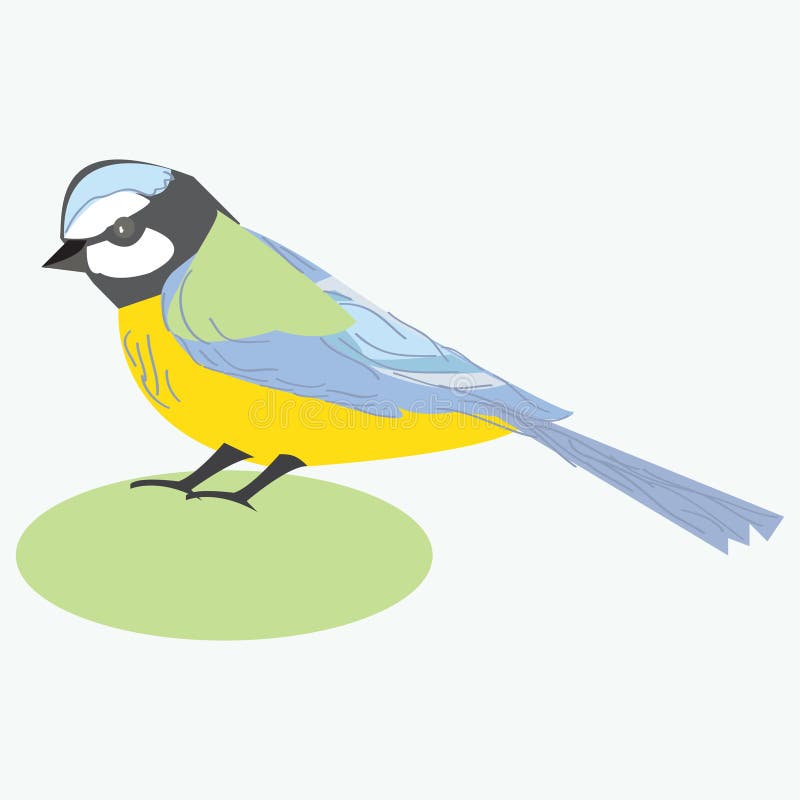 Tit Bird. Titmouse. Vector Illustration Of A Titmouse Bird Stock Vector ...