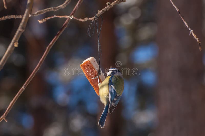 The Tit on the Branch Eats Fat. Stock Photo - Image of forest ...