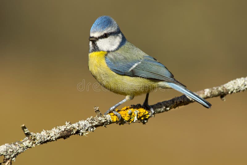 The Blue Tit (Cyanistes Caeruleus). Stock Image - Image of animal ...