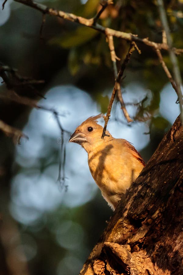 Tit Mouse in the Oak Tree stock image. Image of feathers - 122556395