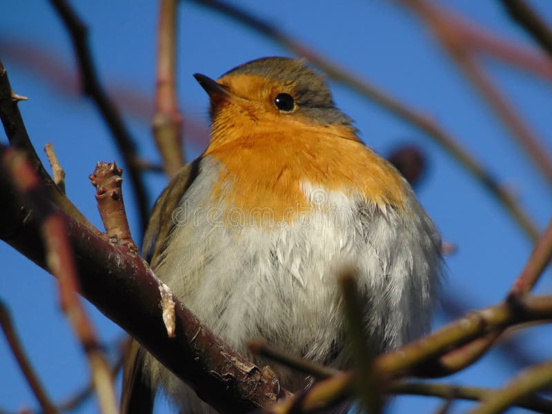 Colorful Robin Bird Sitting Stock Image - Image of eating, morning ...