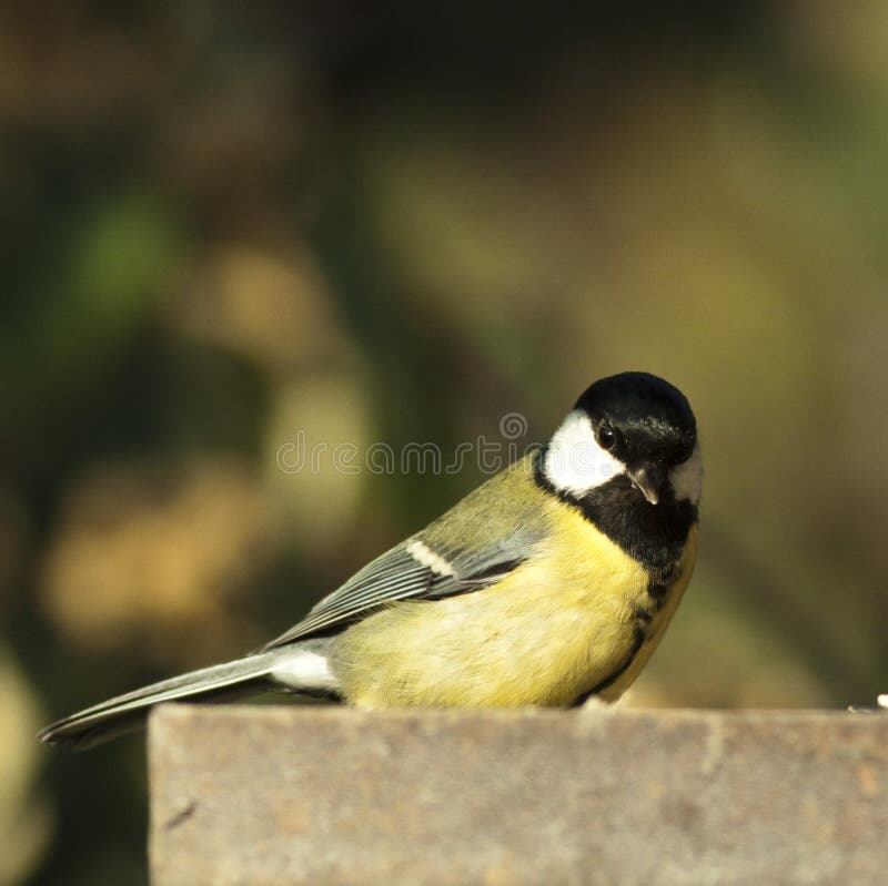 Tit (Parus major) stock photo. Image of white, black - 22151362