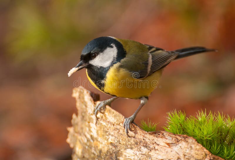 Tit - Parus major stock image. Image of closeup, feathers - 36697389