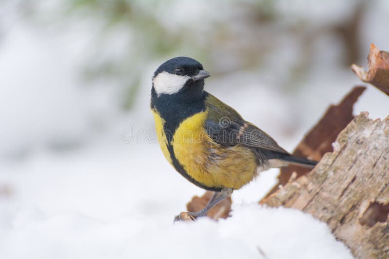 Tit - Parus major stock photo. Image of major, feathers - 37408432