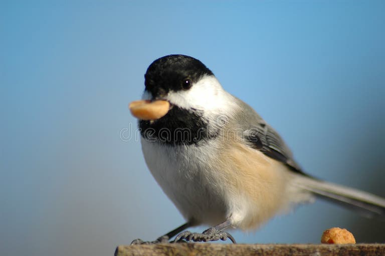 Tit and peanut stock image. Image of wing, hand, tomtit - 3601263