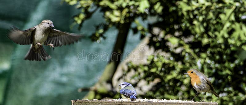 Tit and Robin V Sparrow stock image. Image of redbreast - 218712205
