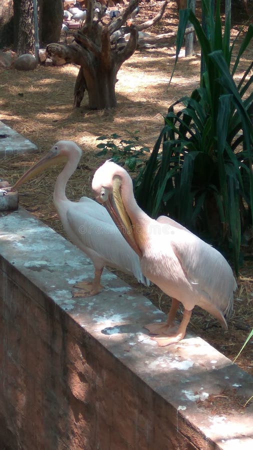 Tital stock photo. Image of bird, tital, long - 126542568