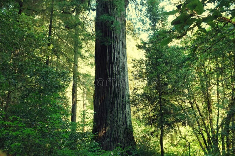 Titan Del Norte Secret Tree Stock Image - Image of moisture, north ...