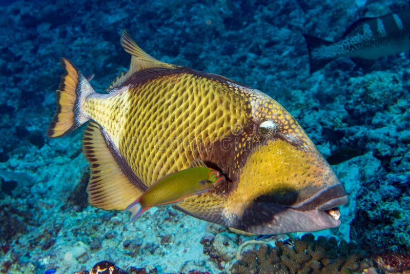 Titan Trigger Fish in Maldives Stock Photo - Image of background ...
