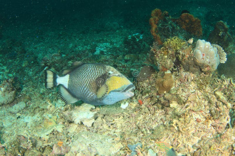 Titan triggerfish stock image. Image of sand, ocean, tropical - 38046973