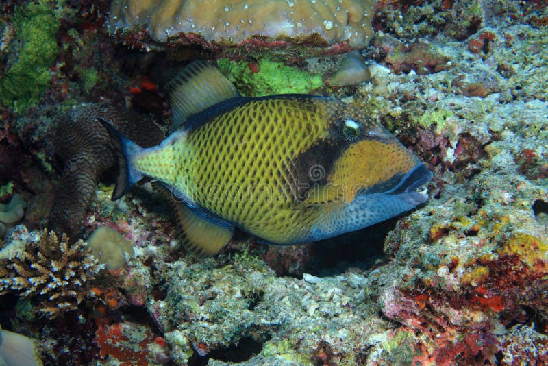 Big Trigger Fish Near Corals, Maldives Stock Image - Image of landscape ...