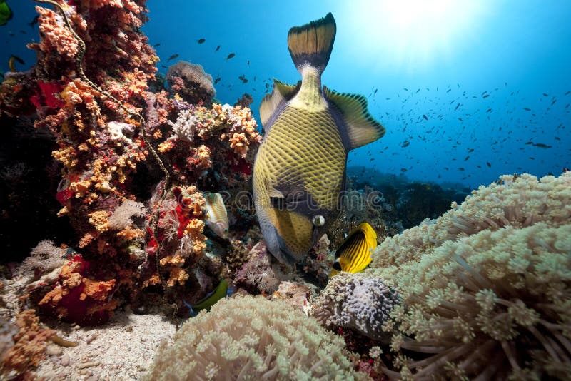Titan Triggerfish, Ocean and Sun Stock Image - Image of triggerfish ...
