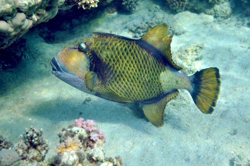 Titan Triggerfish, Giant Triggerfish, Mustache Triggerfish Balistoides ...