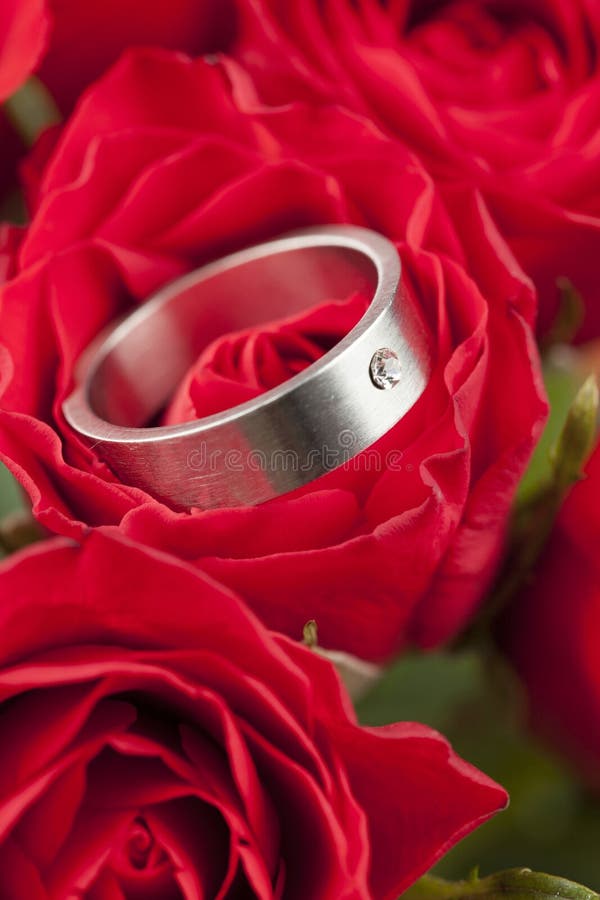 Titanium Engagement Ring in Red Rose Stock Photo - Image of copyspace ...