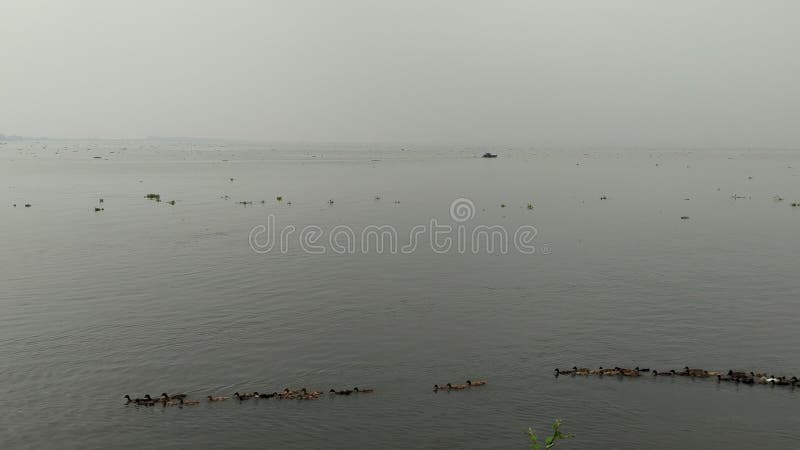 Titas River Morning View, Ducks Swiming in the River Stock Footage ...