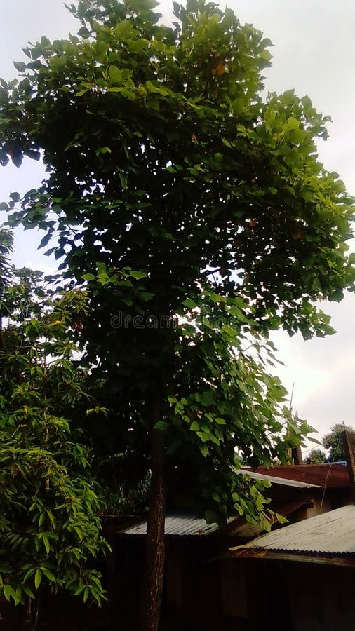 Titashoa E Mander-tree Em Rongsai Imagem de Stock - Imagem de : 193364381