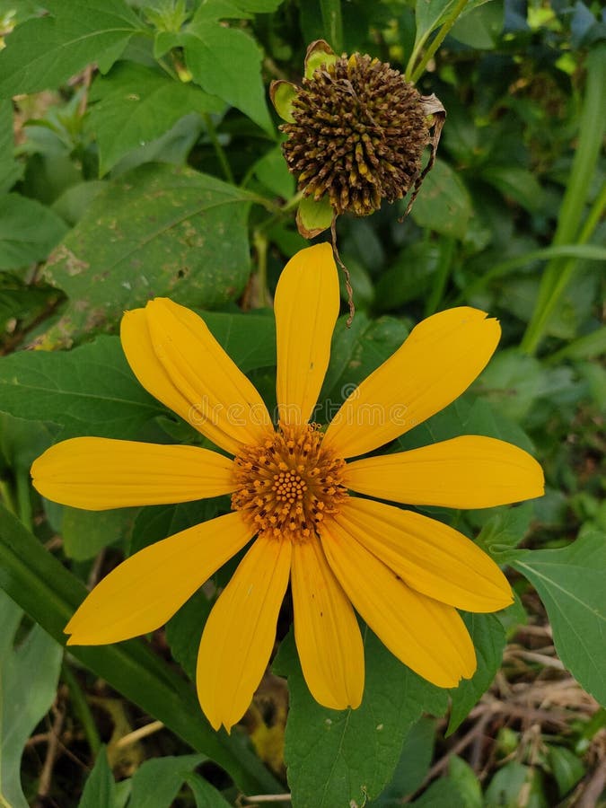Tithonia Diversifolia Flower in the Photo during the Day in the Kudus ...