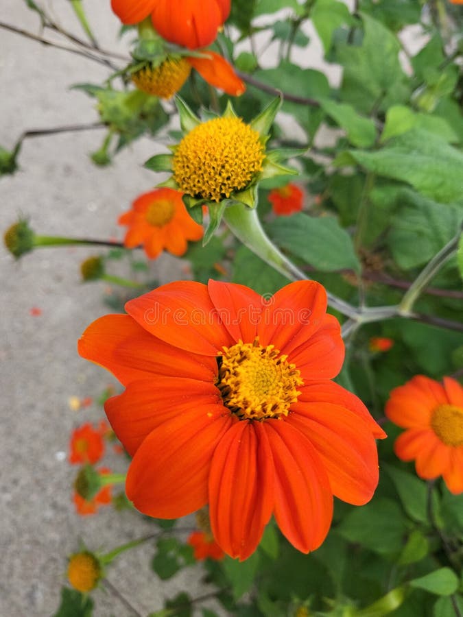 Tithonia Rotundifolia Mexican Sunflower Stock Image - Image of herb ...