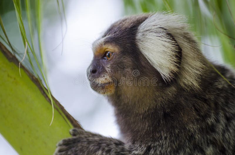 Titi immagine stock. Immagine di brasile, nave, fauna - 76668155