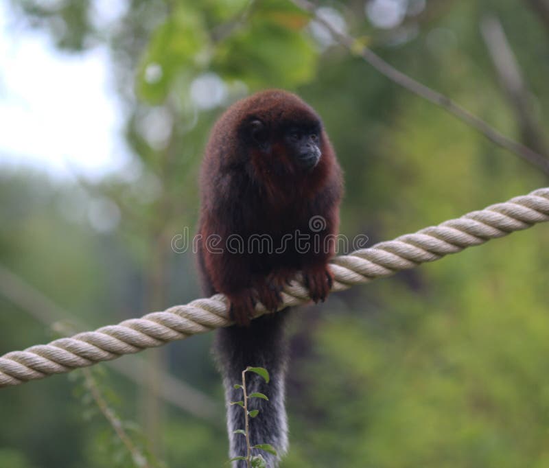 Titi rojo imagen de archivo. Imagen de animal, nuevo - 31058513