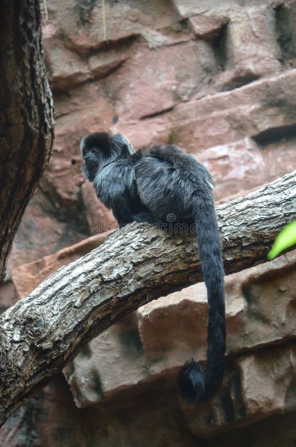 Titi Goeldi Callimico Goeldii Stock Image - Image of goeldi, wild ...
