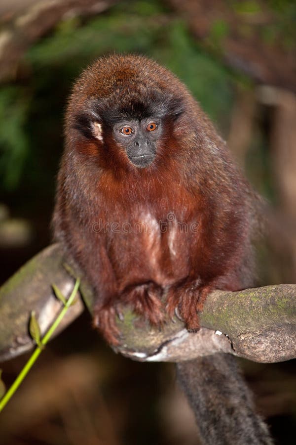 Dusky Titi Monkey stock image. Image of colored, ecuadorian - 23845473