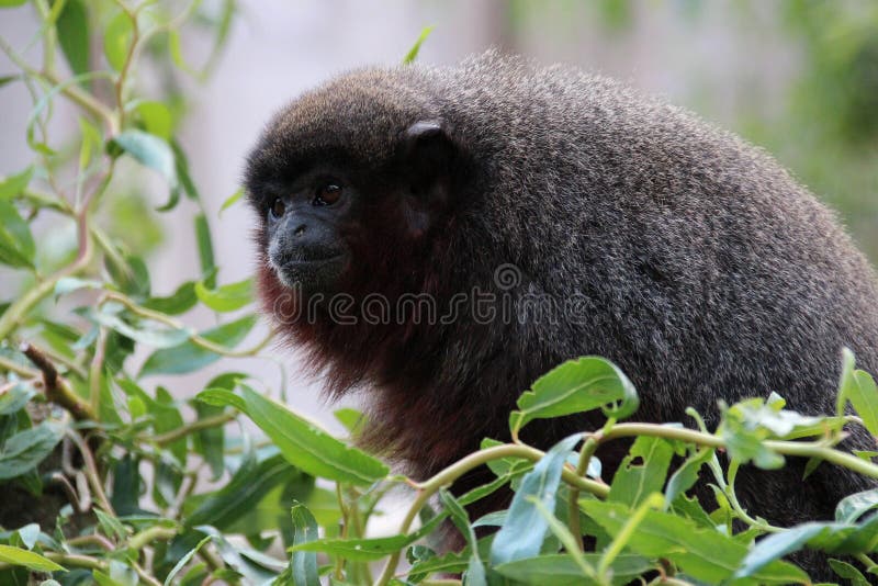 Titi monkey - zoo - france stock photo. Image of wild - 290812216