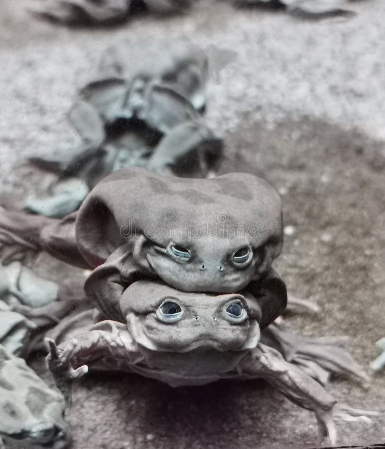 Titicaca Water Frogs (Telmatobius Culeus Stock Photo - Image of ...