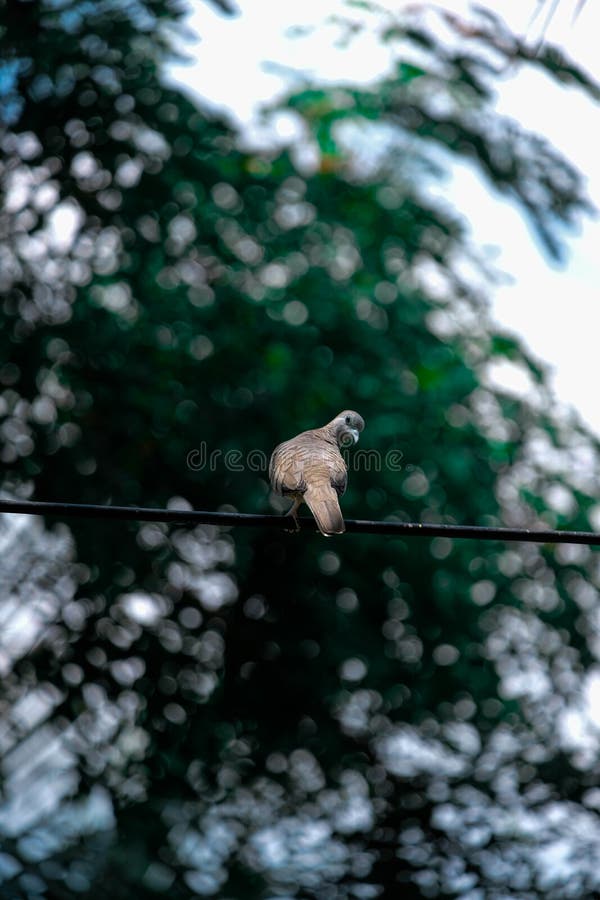 Titiran Stock Photos - Free & Royalty-Free Stock Photos from Dreamstime