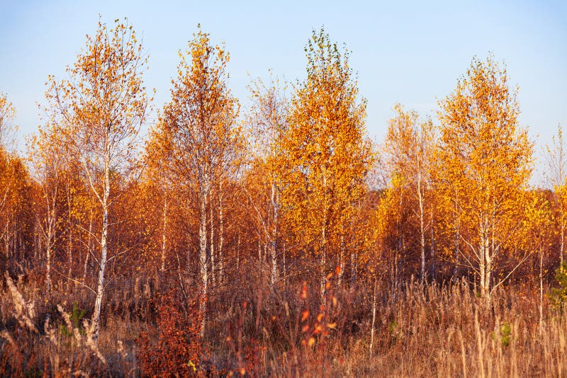 Autumn in a birch forest stock photo. Image of beauty - 160526406 Autumn in a birch forest stock photo. Image of beauty - 160526406