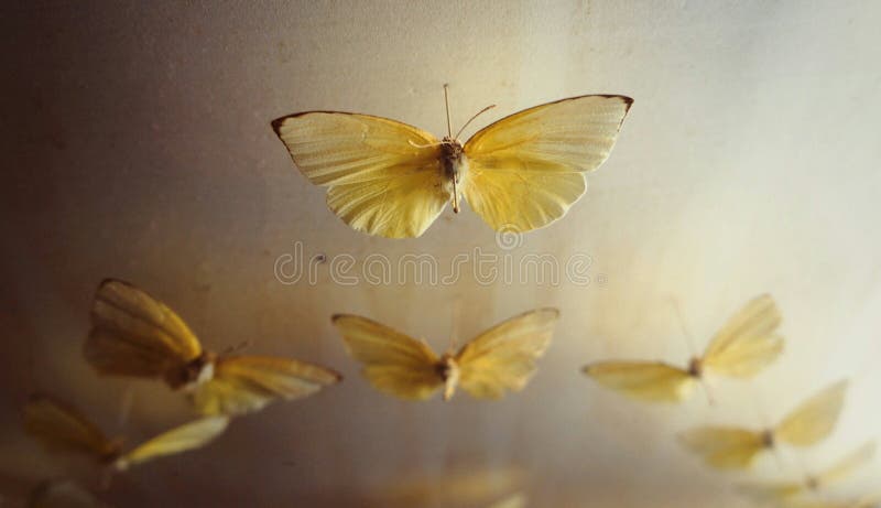 Titli stock image. Image of titli, yellow, butterfly - 48780981