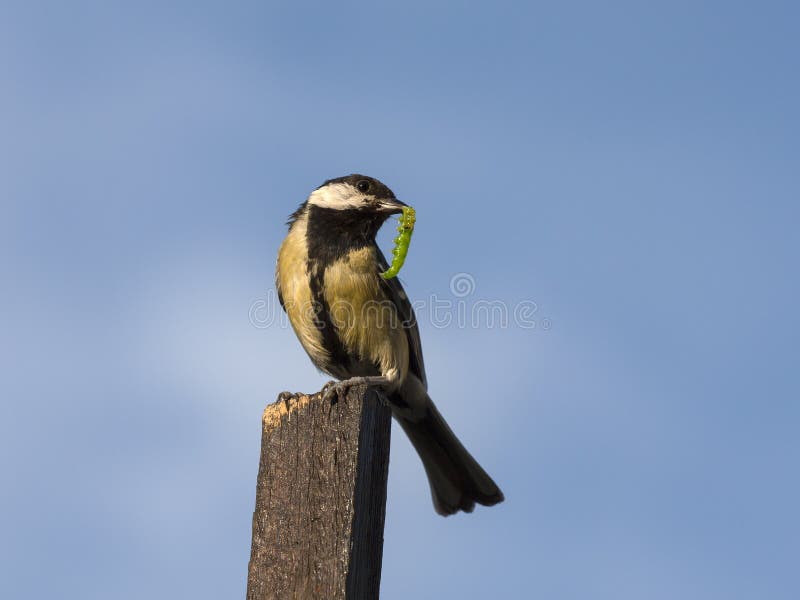 Titmouse stock image. Image of dinner, snow, european - 28514951