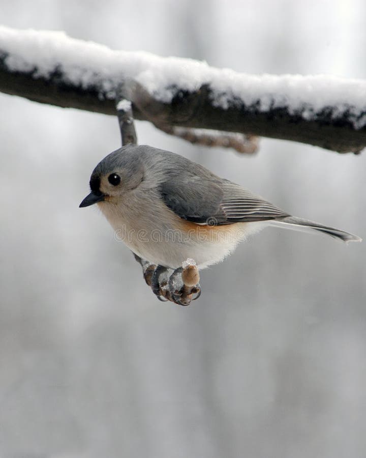 Tufted titmouse stock image. Image of woods, birds, magazine - 2417661