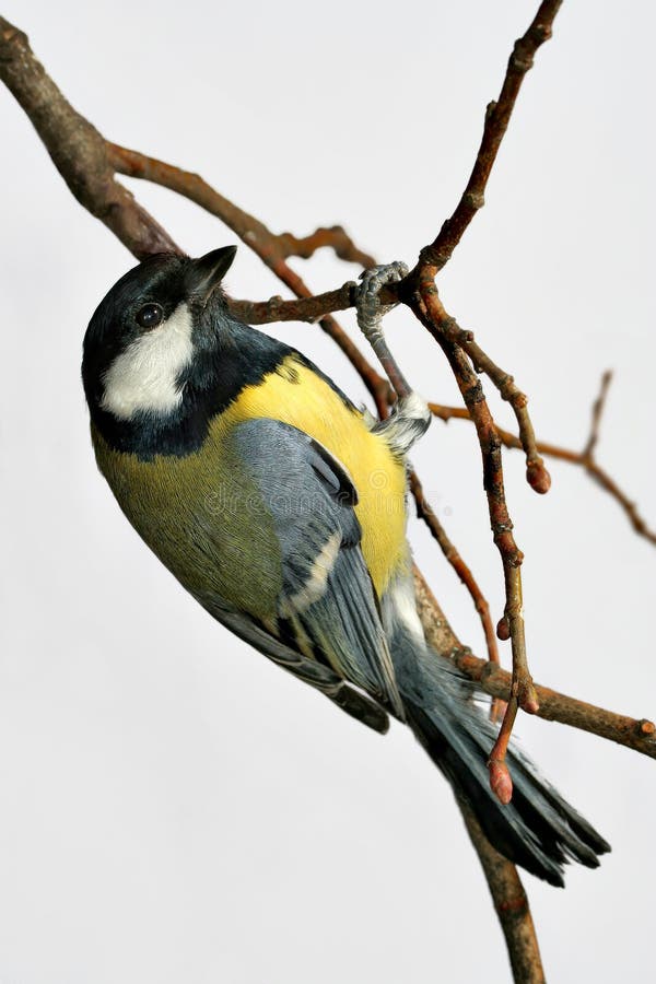 Titmouse stock image. Image of bird, look, plumage, macro - 854791