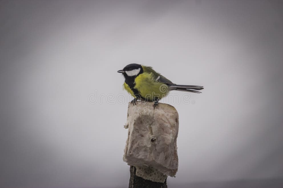 A Titmouse Bird Eats Bacon in the Cold Stock Image - Image of outdoors ...