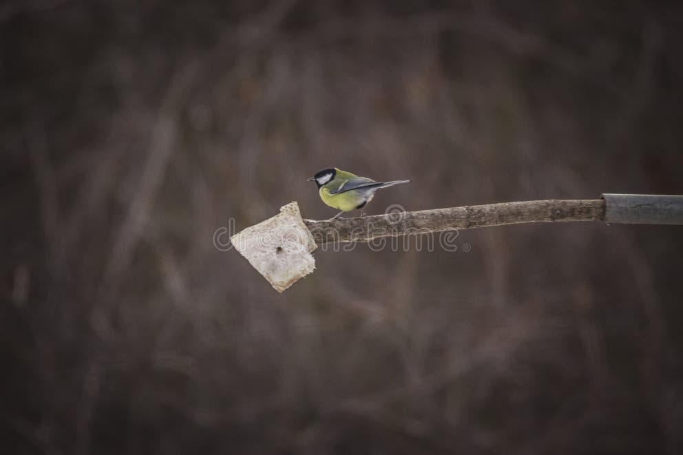 A Titmouse Bird Eats Bacon in the Cold Stock Image - Image of branch ...