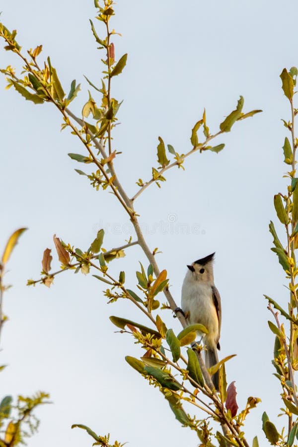 Bird on Limb stock image. Image of brown, perch, beak - 46615133