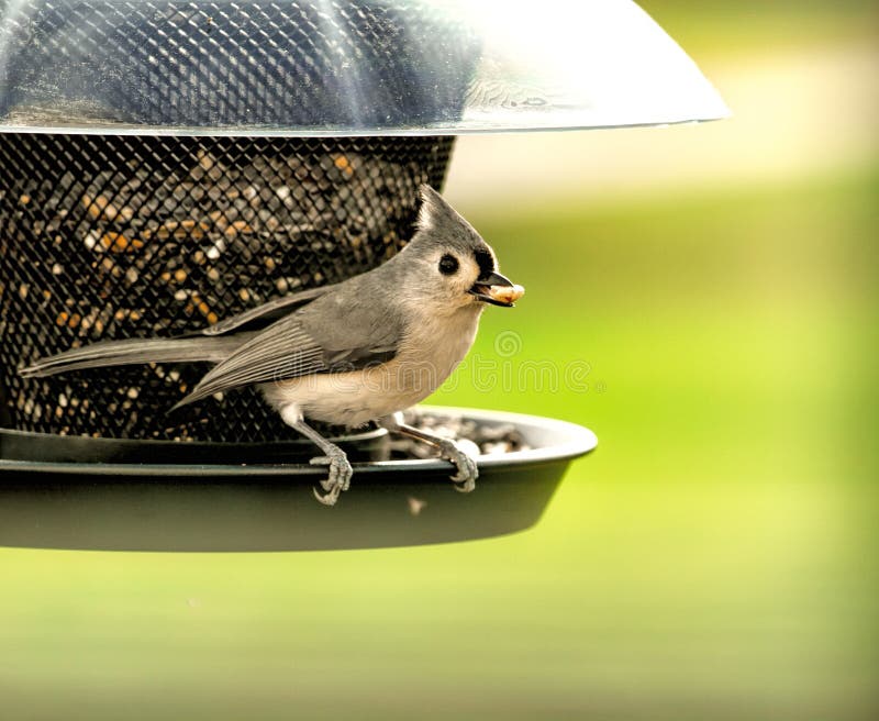 Tufted Titmouse Bird Perched on Bird Feeder Stock Photo - Image of ...