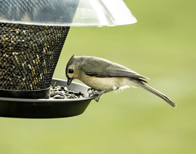 Tufted Titmouse Bird Perched on Bird Feeder Stock Image - Image of ...