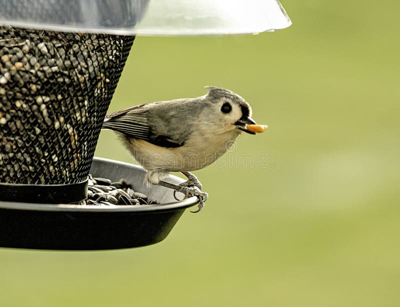 Tufted Titmouse Bird Perched on Bird Feeder Stock Image - Image of ...