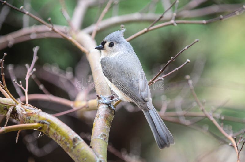 Bird Limb Stock Images - Download 4,041 Royalty Free Photos